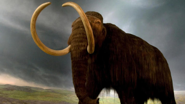 Alaska's 'Mammoth discovery' debunked: Ancient whale bones ...