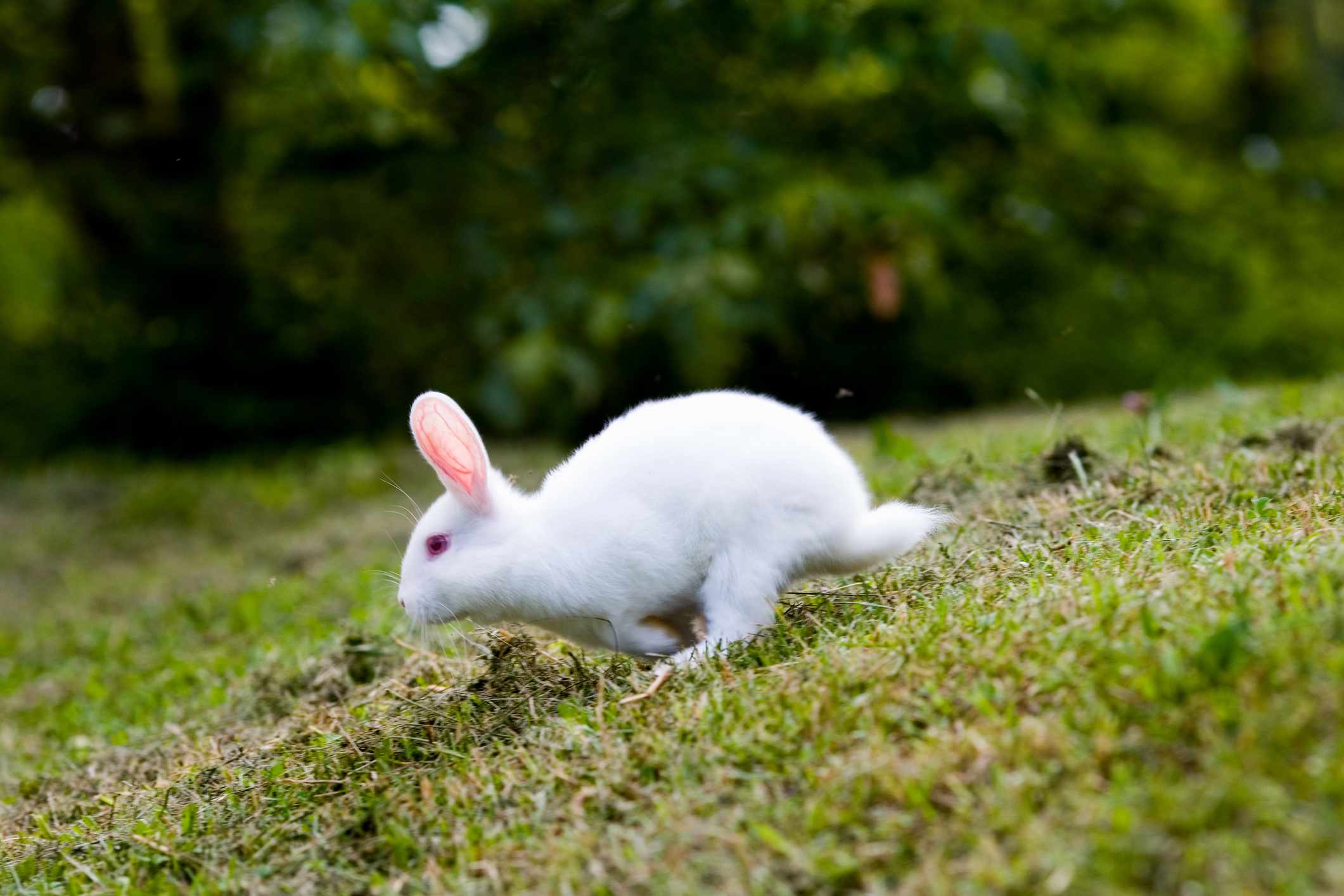 Why 'Alice in Wonderland' is inspiring Gen Z to share the moments that ...