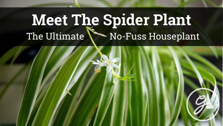 How to care for a spider plant