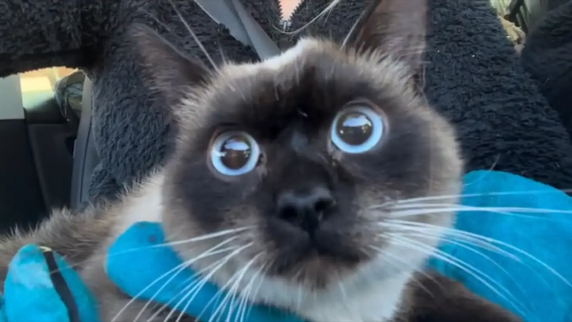 Indignación en Huesca por dos gatos drogados con benzodiacepinas