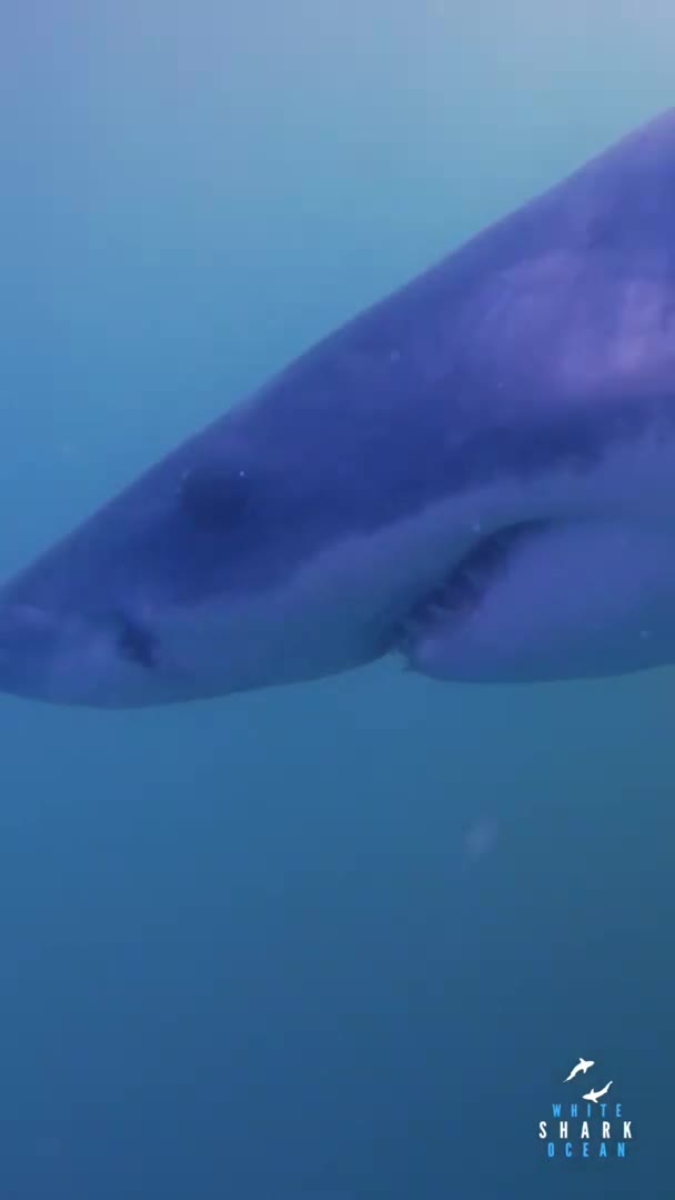 Great white shark bumps the camera then circles back for another look!