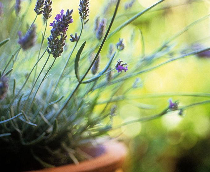 Growing lavender: Pick the right plants for your garden