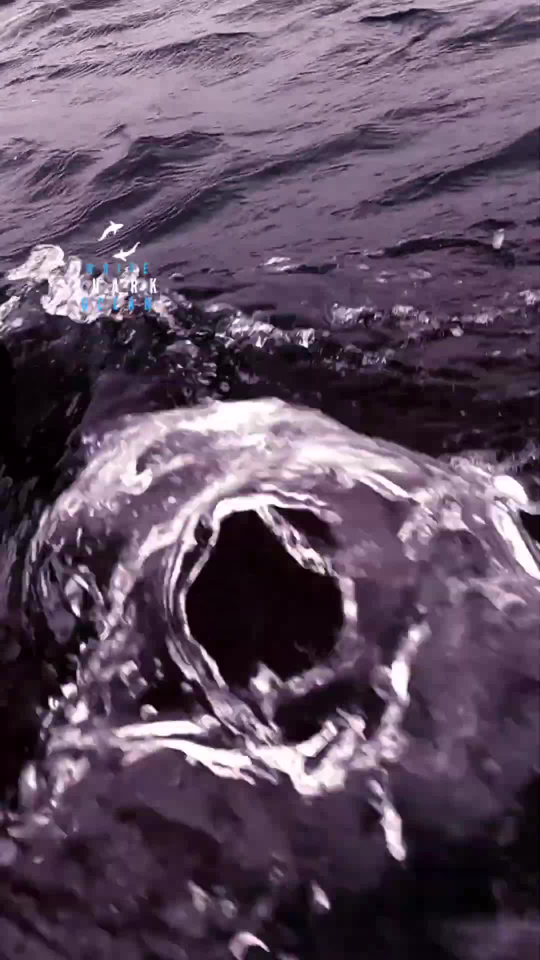 Great white stalks the bait