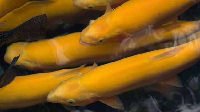 Trout stocked in 46 West Virginia lakes and streams