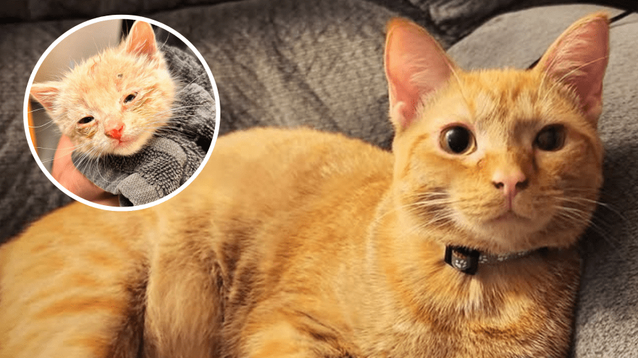 Chesterfield kitten rescued from thorn bush gets a happy ending