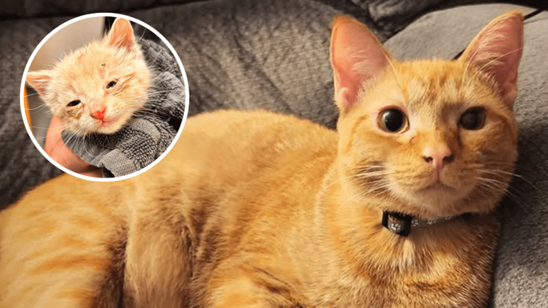 Chesterfield kitten rescued from thorn bush gets a happy ending