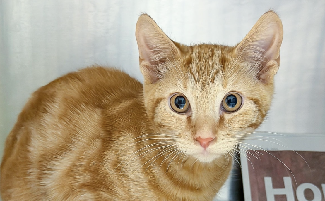 Shy 4-month-old kitten Nutmeg seeks patient home to help him blossom