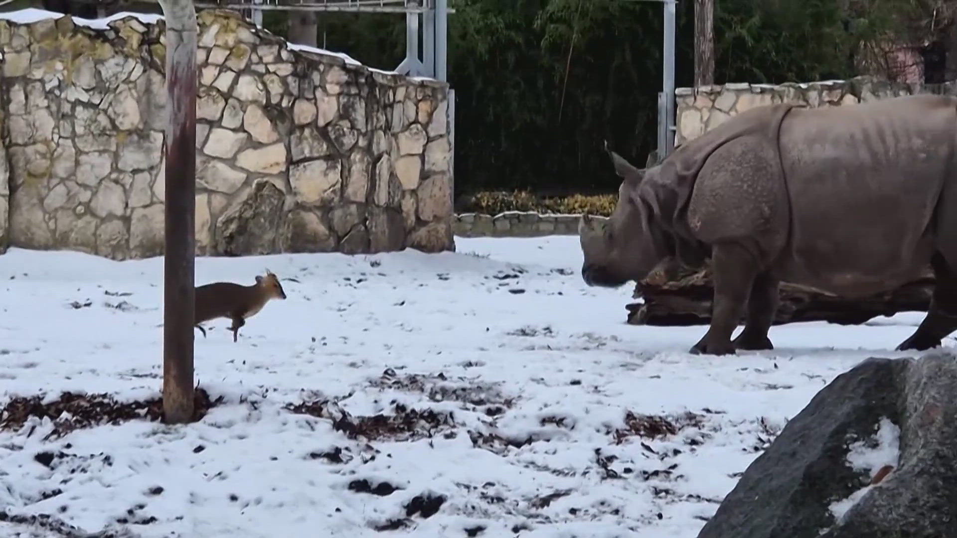 Small deer faces off against big rhino