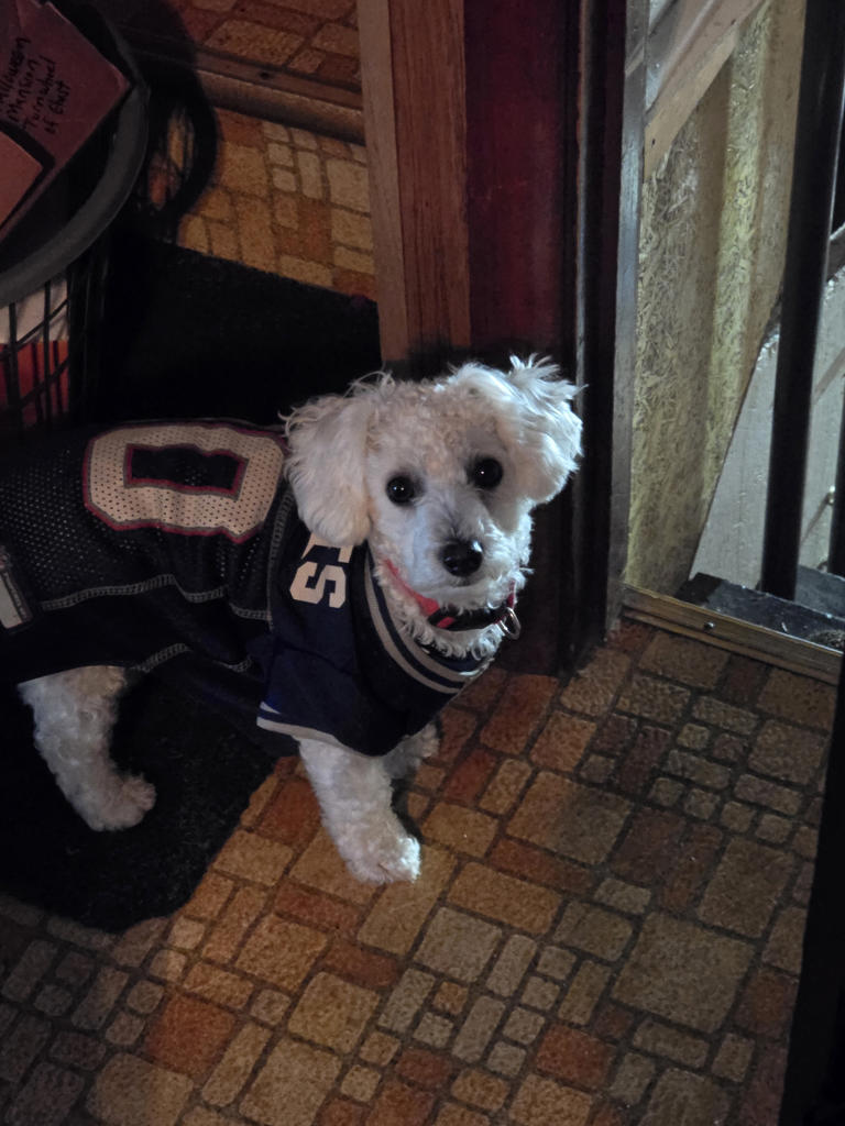 Photos: Fans cheer on the Patriots in the playoffs