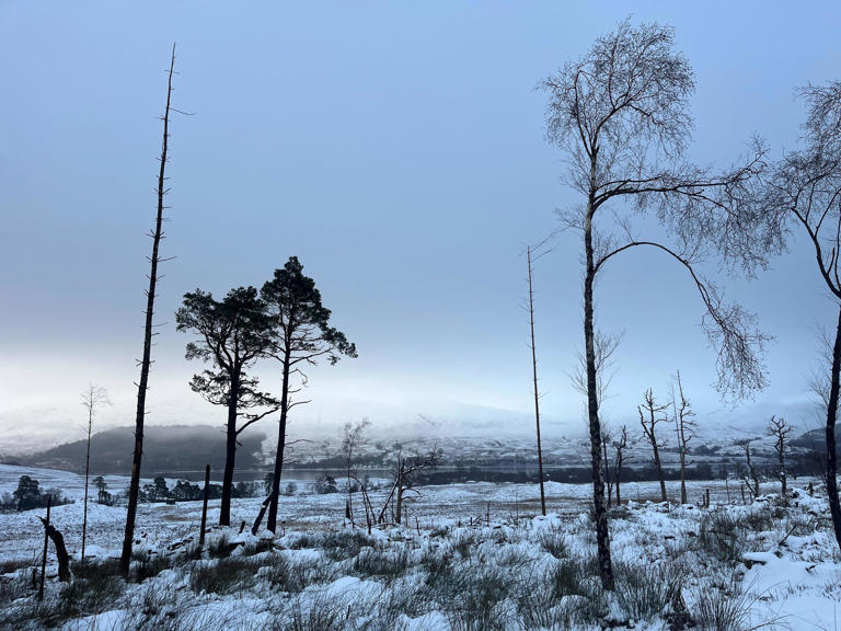 Bringing back Scotland's ancient pine forests