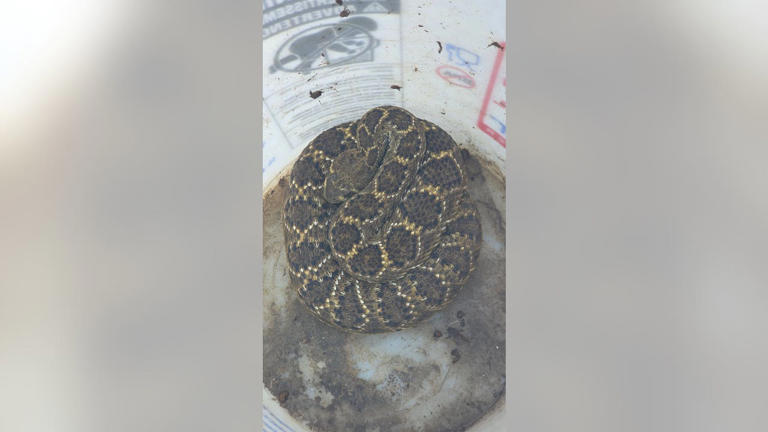 1st western diamondback rattlesnake officially documented in Denton County