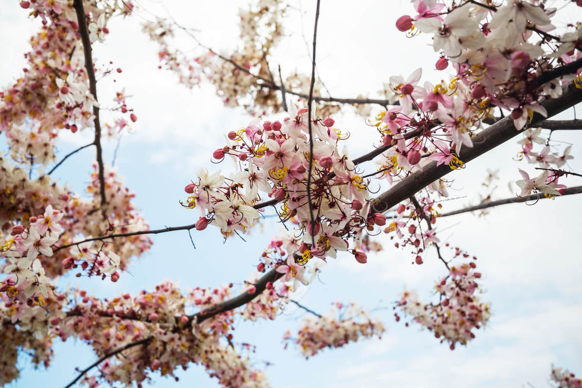 You can actually see cherry blossoms in Hawaii (and here's exactly when ...