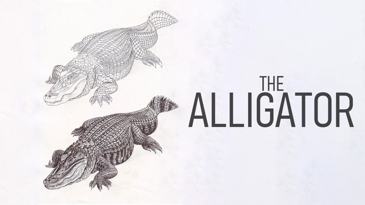 Alligator drawing tutorial with sharp scales and powerful details