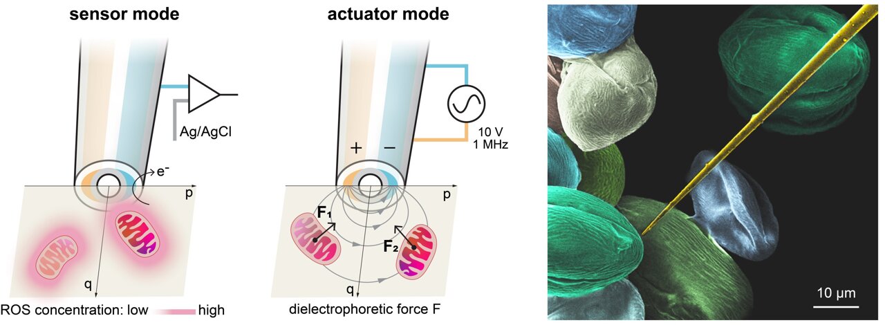 Robotic nanoprobe enables precise extraction of a single mitochondrion ...