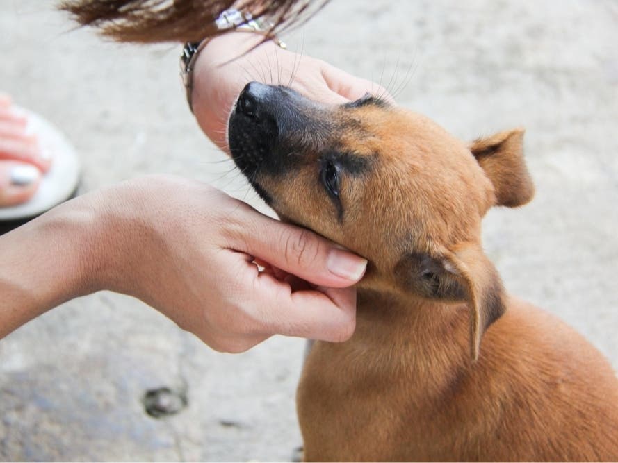 Pup lost in rugged canyon rescued, thanks to MVAS
