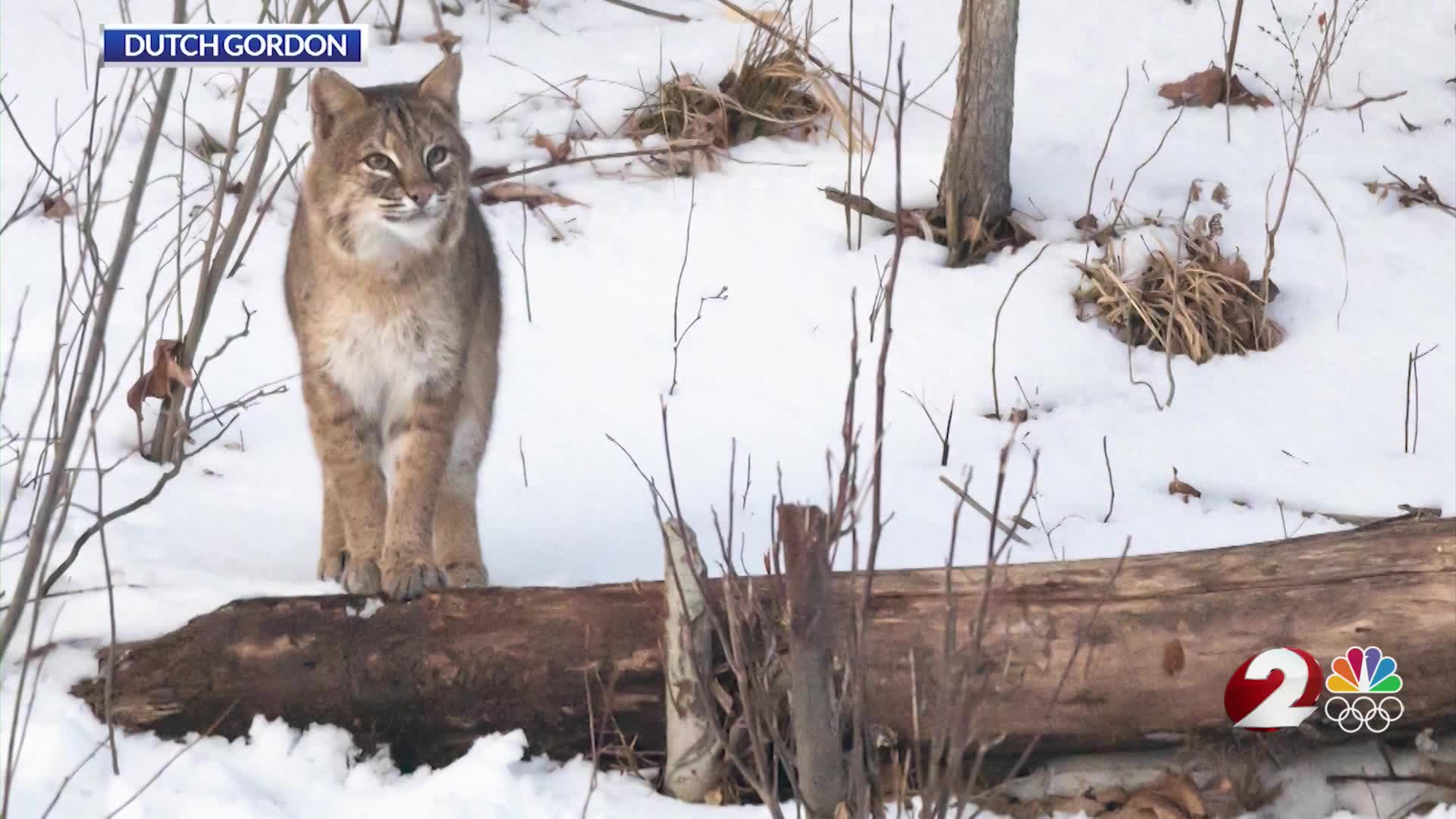 Bobcat sighting in area