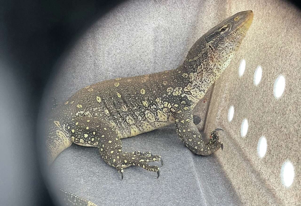Lizard mistaken for Komodo dragon rescued from Bay Area home
