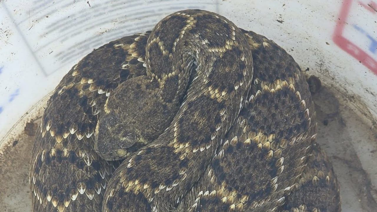 1st western diamondback rattlesnake officially documented in Denton County