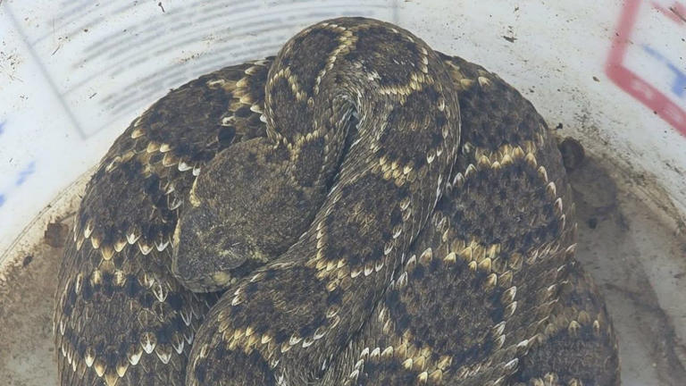 1st western diamondback rattlesnake officially documented in Denton County