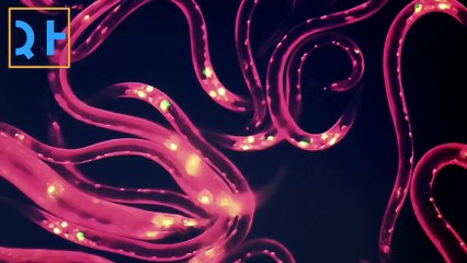 Tiny worm flash mob caught under the microscope