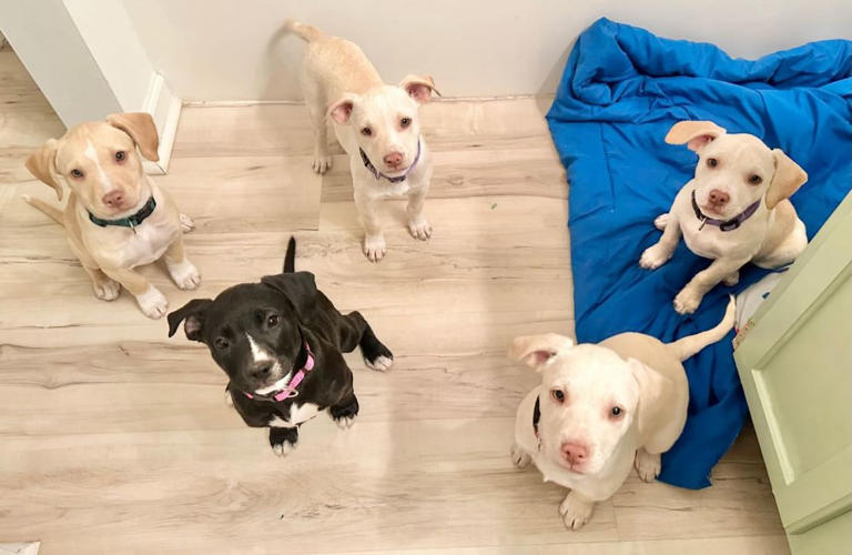 Local rescue asks fosters for 6 dumped puppies