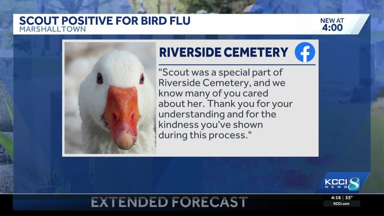 Riverside Cemetery shares loss — and hope — after goose dies from bird flu