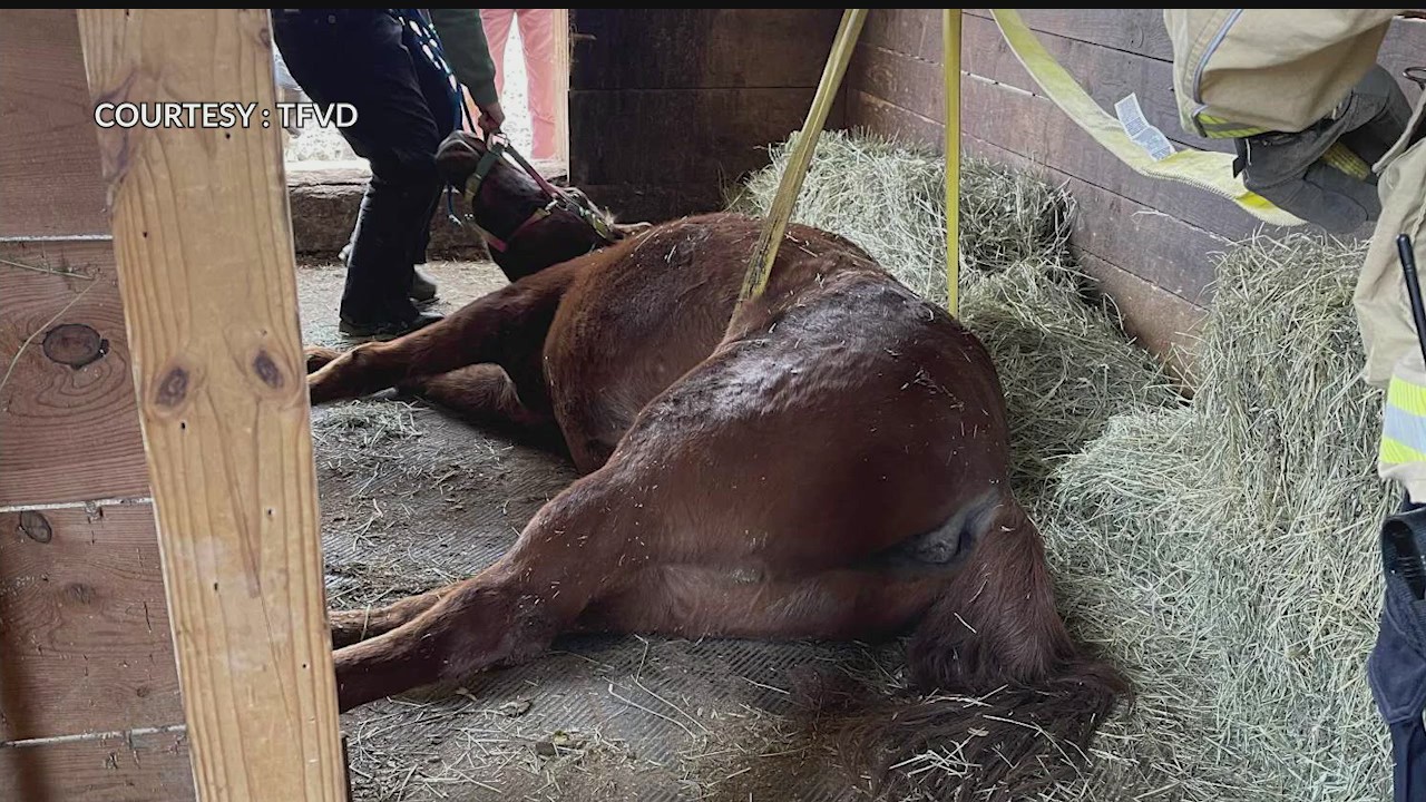 Crews come together to rescue trapped horse