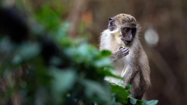 How AI is complicating the search for monkeys on the loose in St. Louis