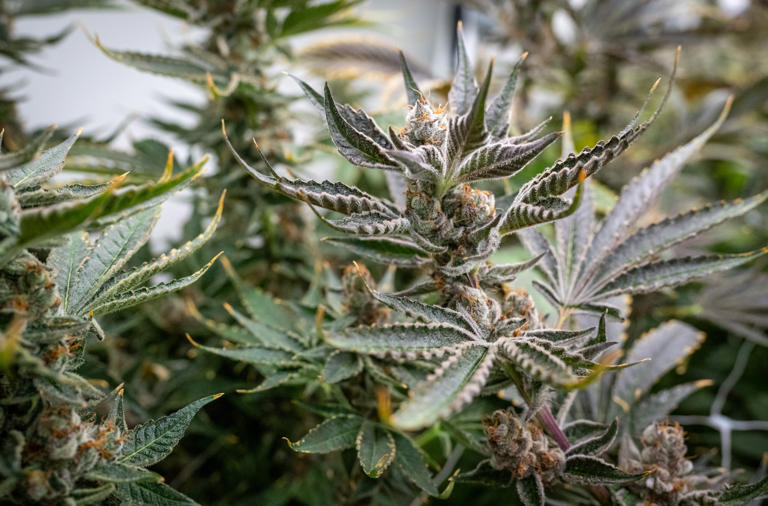 Bel Air moves to adjust cannabis business regulations to align with ...