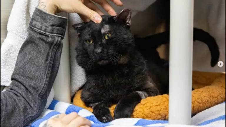 Pasadena Jewish Temple and Center vandalized 1 year after destruction ...