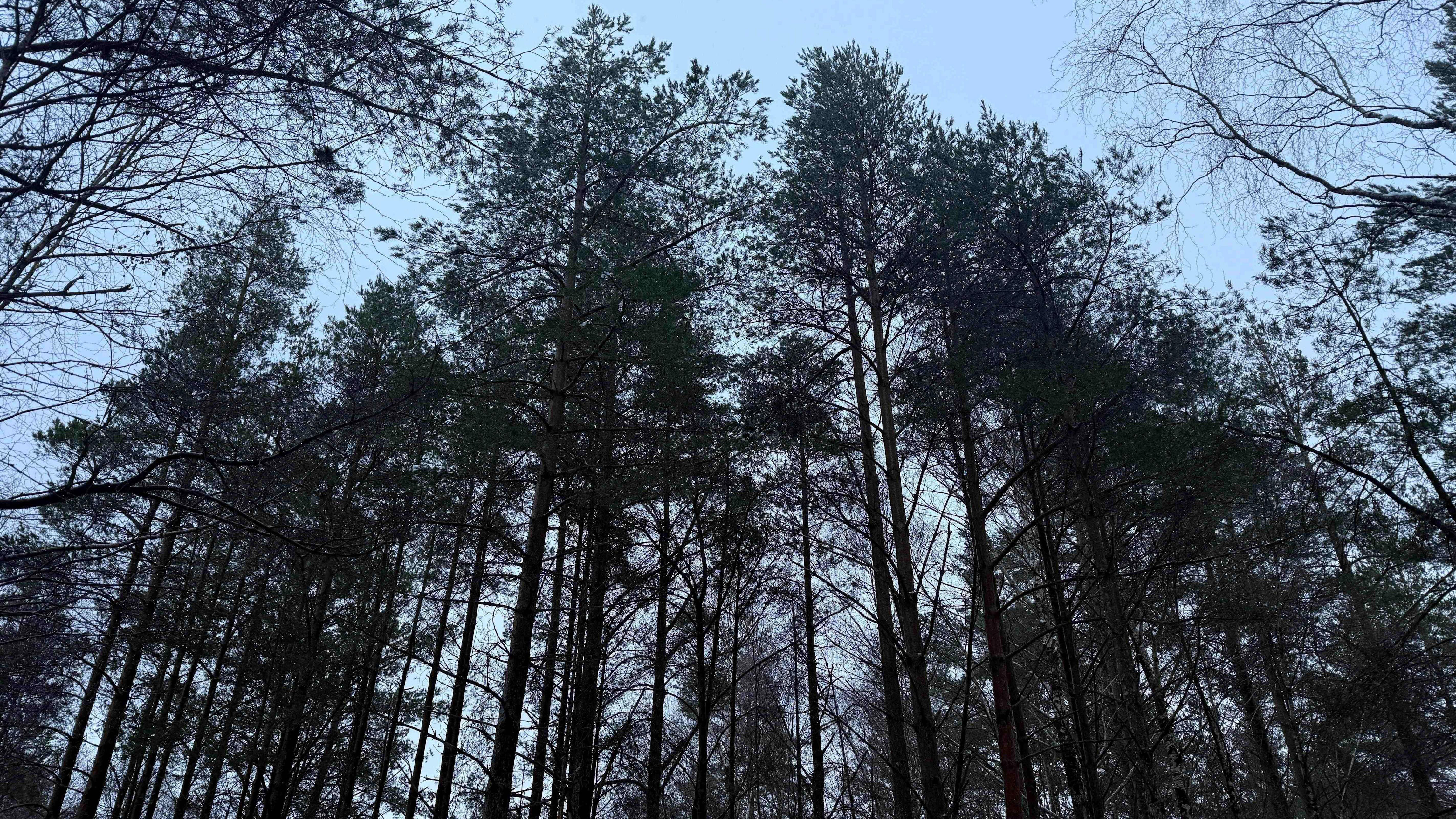 Bringing back Scotland's ancient pine forests