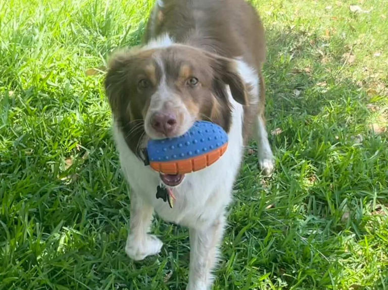 Inside MCH’s volunteer program: From shuttle drivers to therapy dogs