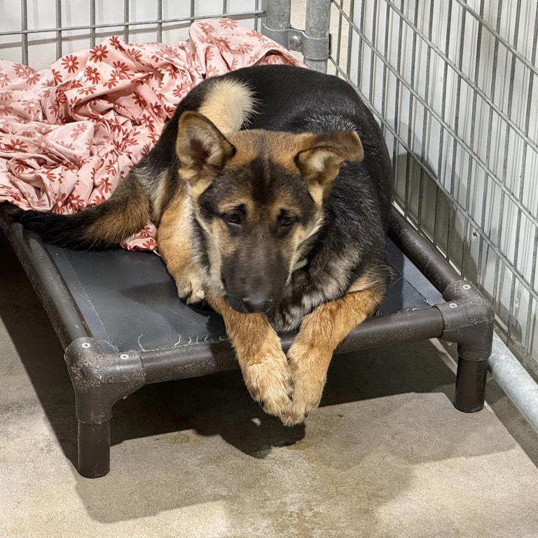 56 dogs taken from East Texas business after owner caught shooting dog