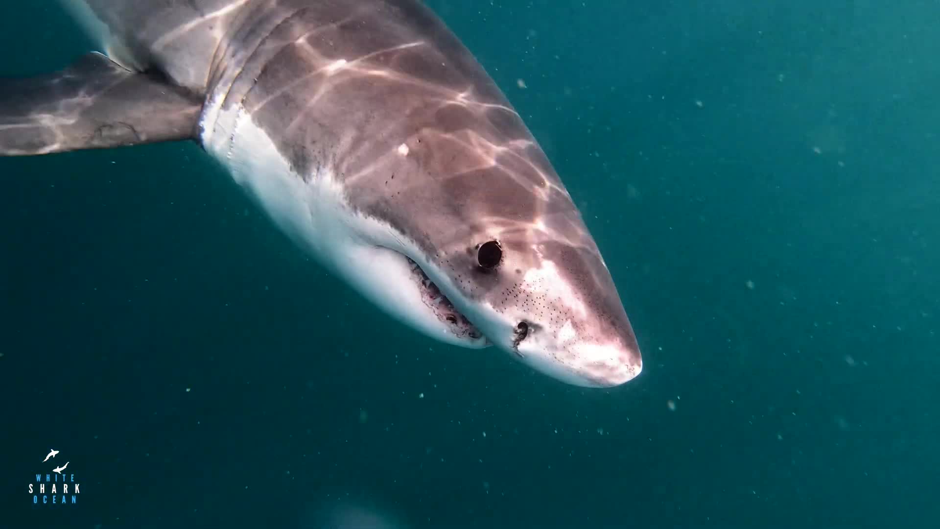Cinematic great white sharks 4K