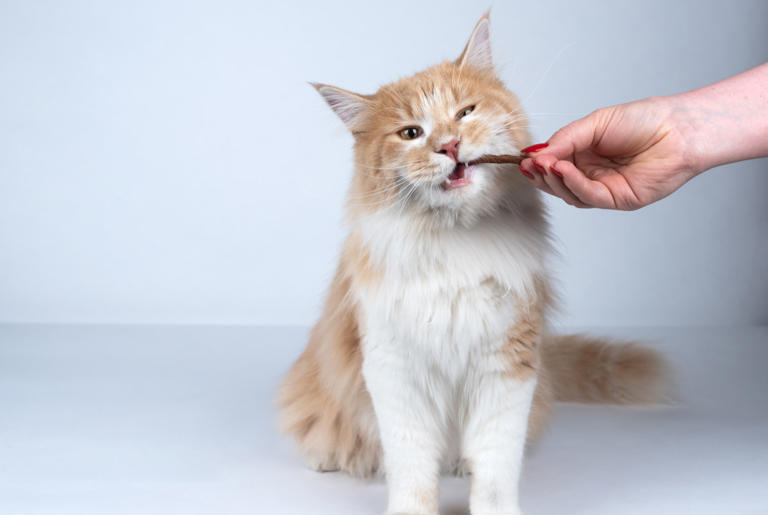 This whimsical cat board makes cheese night extra fun