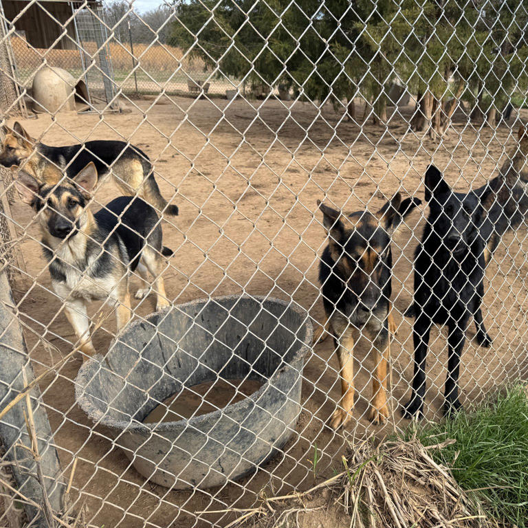 56 dogs taken from East Texas business after owner caught shooting dog