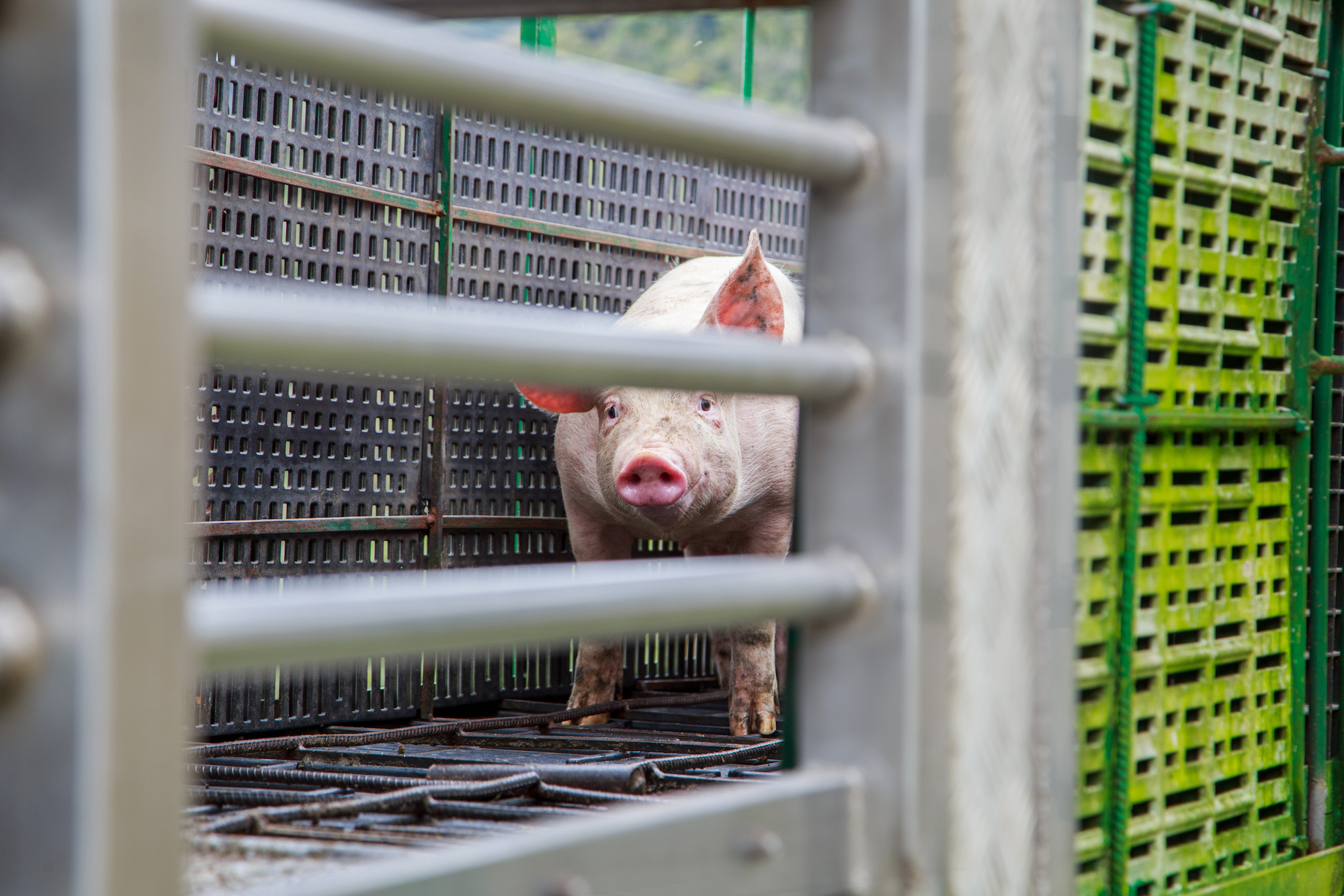 'Save Our Bacon Act' would undo state protections for farmed animals