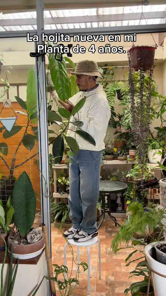 Mi anthurium spectabile luciendo en todo su esplendor