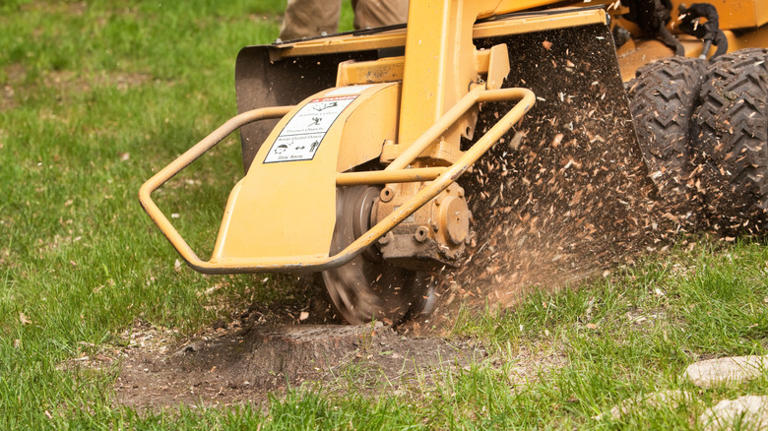 Remove stubborn stumps like a pro: The best tools for the job