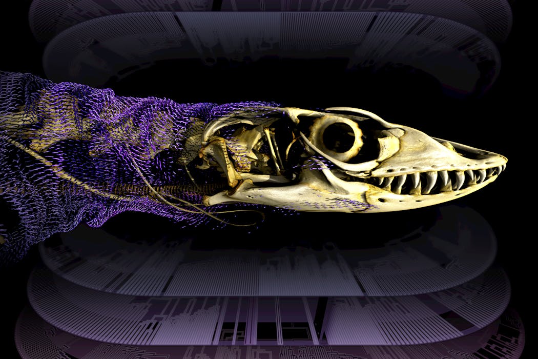 A centuries-old debate on how reptiles keep evolving skin bones is ...