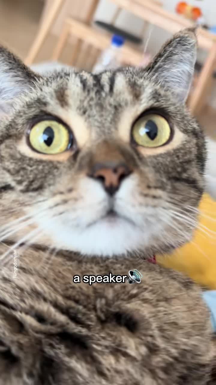 Churu time! Share your cat’s favorite treat