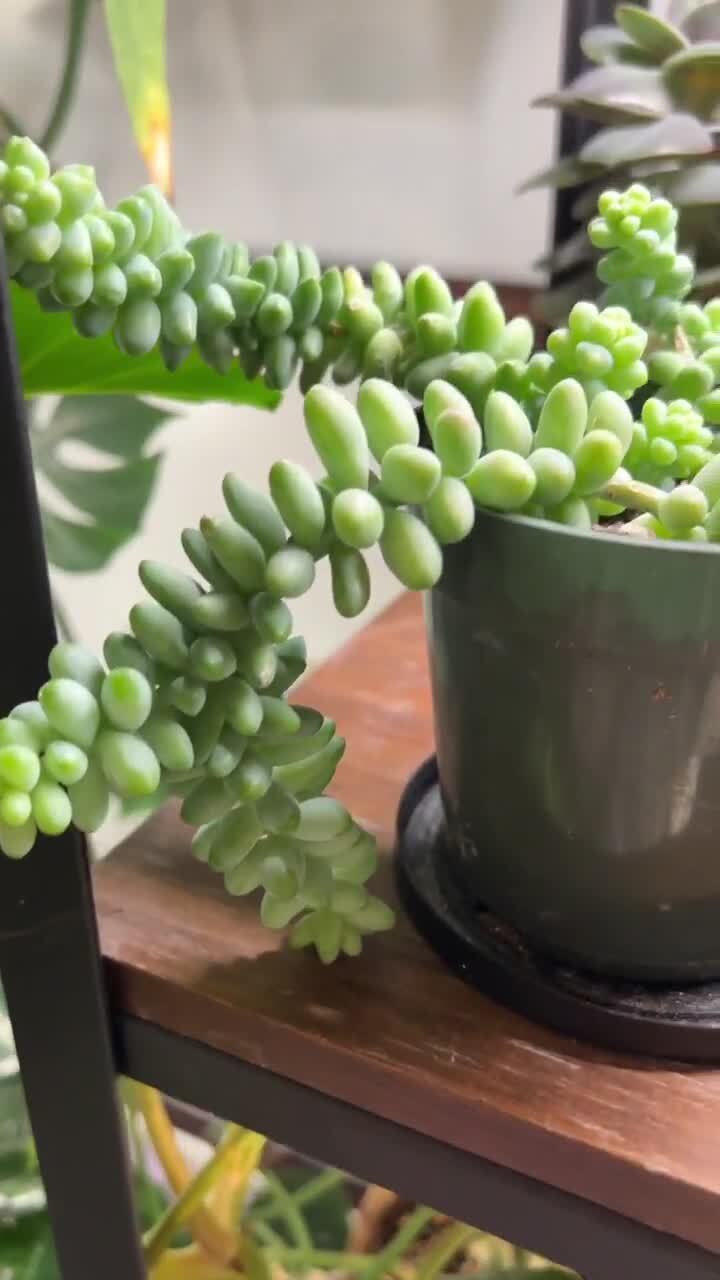 Succulent babies! #succulents #houseplants #plants