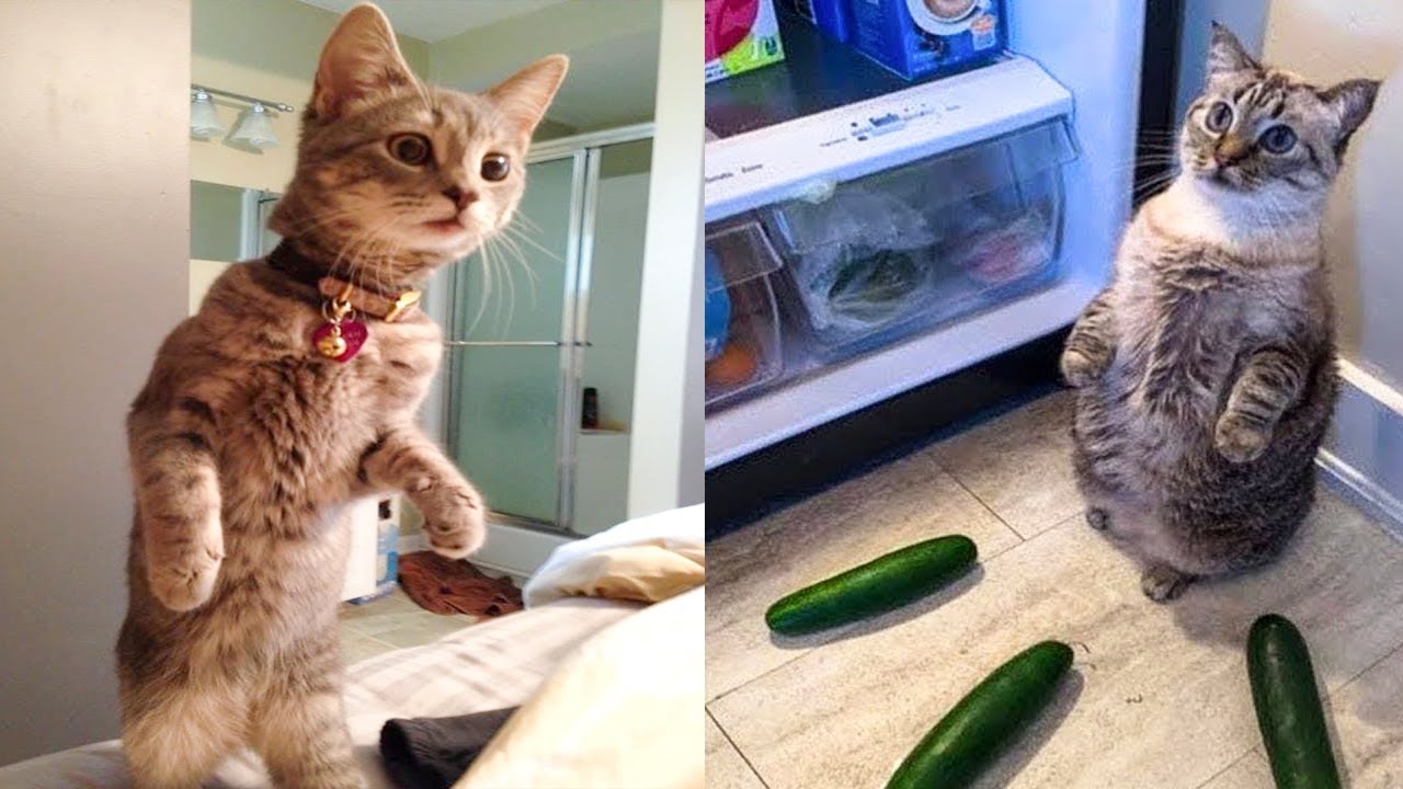 Thú cưng làm gì sau khi chúng ta rời nhà