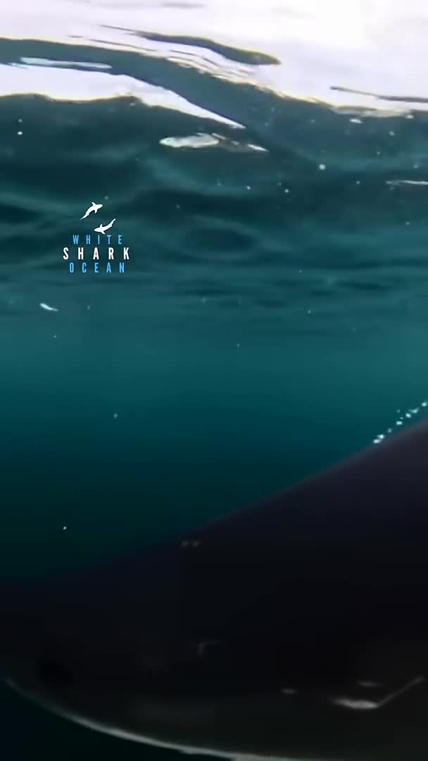 Great white lunges before checking out the cage