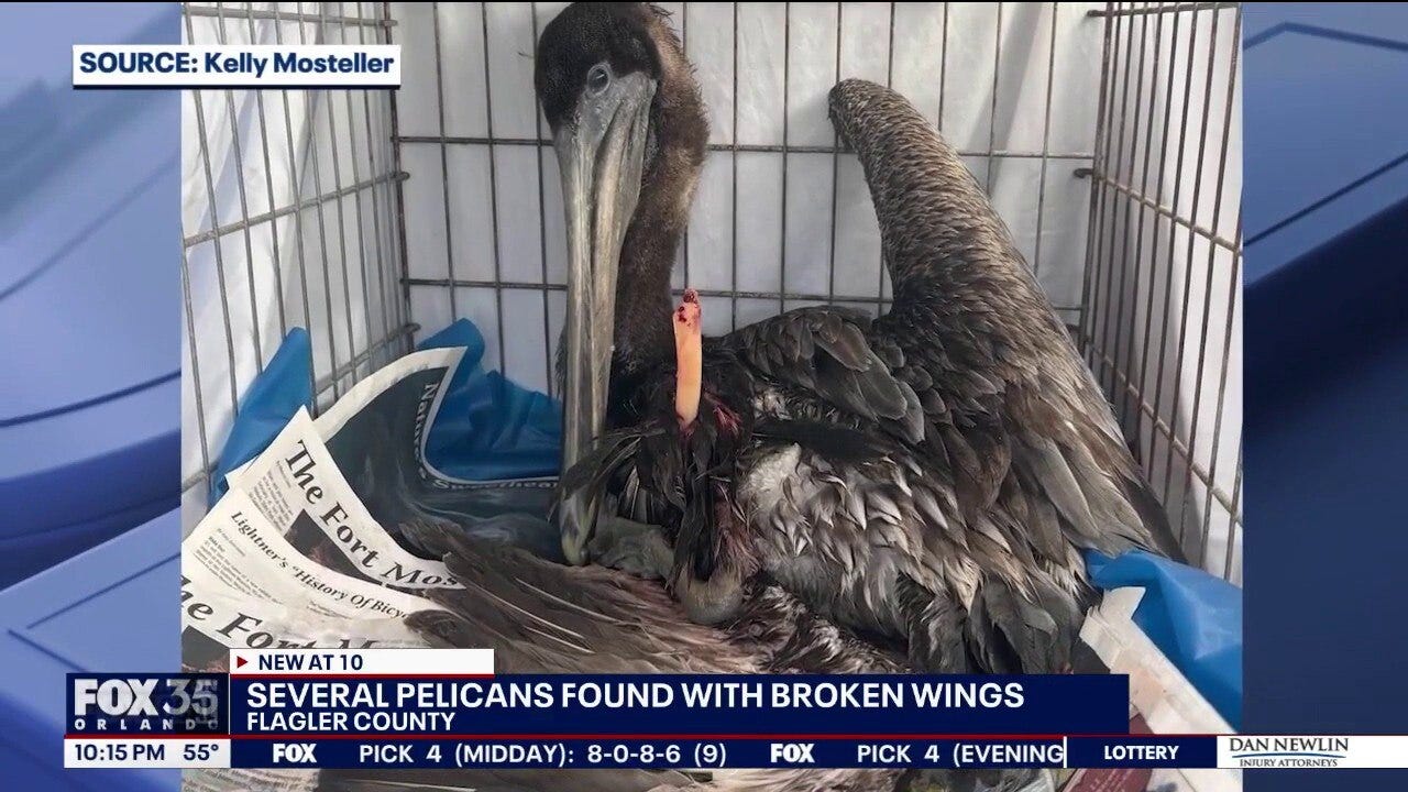 Mysterious pelican injuries continue along Florida coast