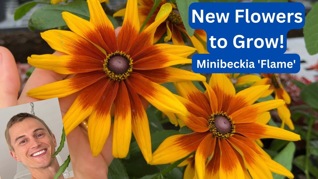 Minibeckia 'Flame' black eyed Susan - Try this new plant
