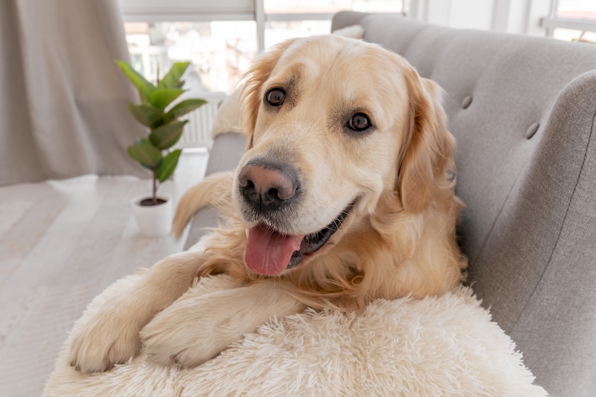 Golden retriever sits on couch like a human and we can't get enough