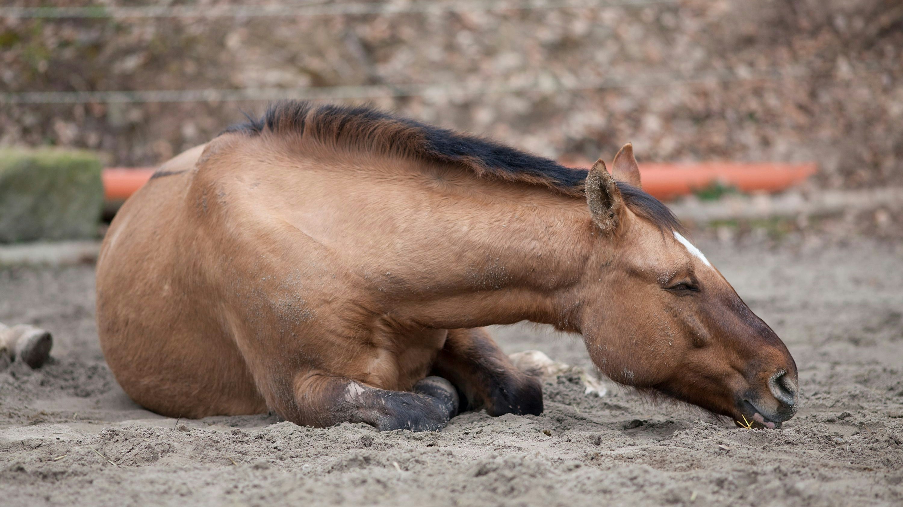 Pferd lag im Sterben – doch kein Tierarzt verfügbar