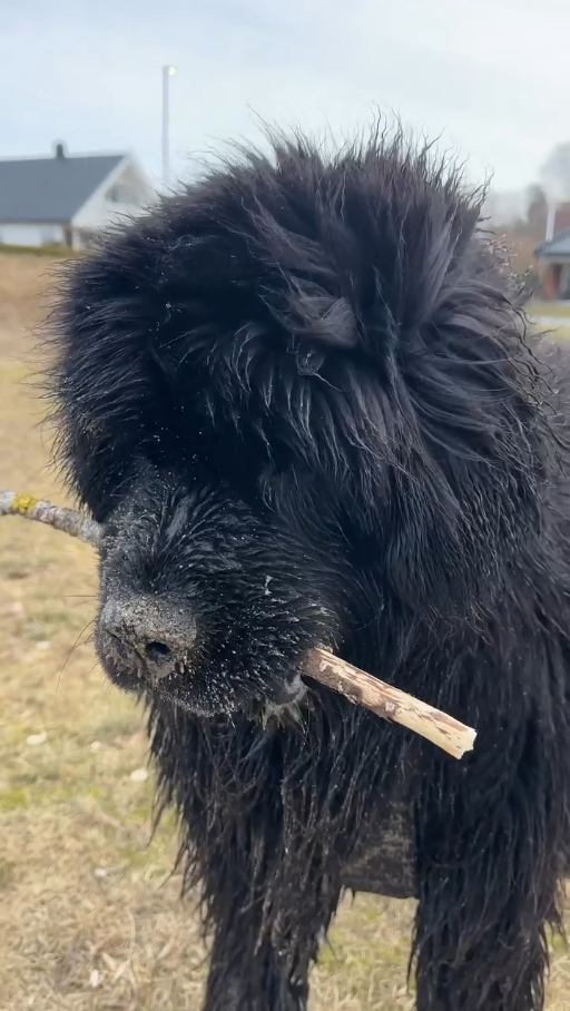 This big fluffy dog is hilariously uncatchable