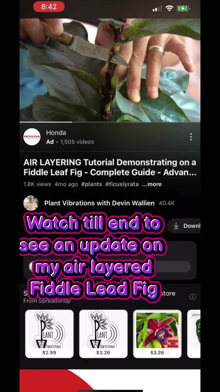 Air layer success! #fiddleleaffig #houseplants #shorts #youtubeshorts